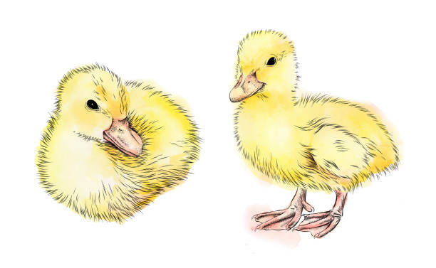 Free Clipart Baby Ducks