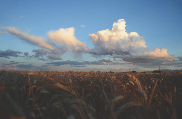 Mexicali Pictures | Download Free Images on Unsplash