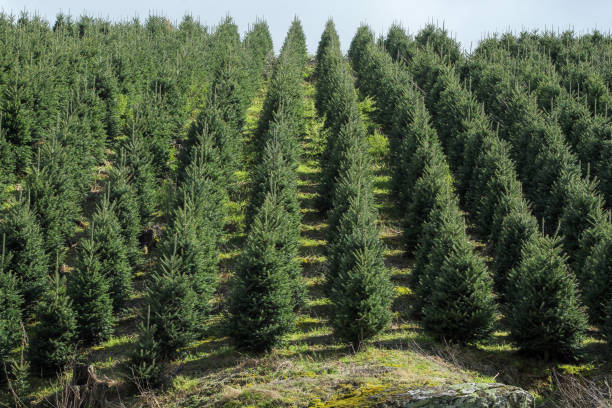 Tree Plantation Pictures | Download Free Images on Unsplash