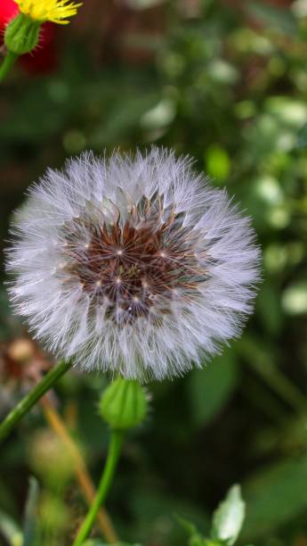 White_Flower Pictures | Download Free Images on Unsplash