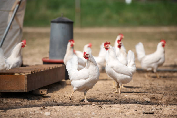White Hen Pictures | Download Free Images on Unsplash