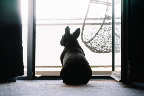 Dog behind curtain | Free Stock Image - Barnimages