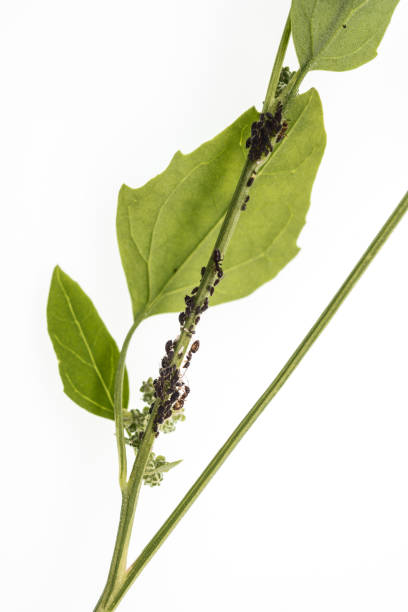2,500+ Ant Aphid Stock Photos, Pictures & Royalty-Free Images - iStock 2,500+ Ant Aphid Stock Photos, Pictures & Royalty-Free Images - iStock