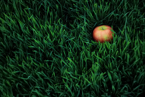 Buah Apel Merah Segar Di Rumput Hijau Di Kebun Berkonsep Sehat Dan Eko Foto Stok Unduh Gambar