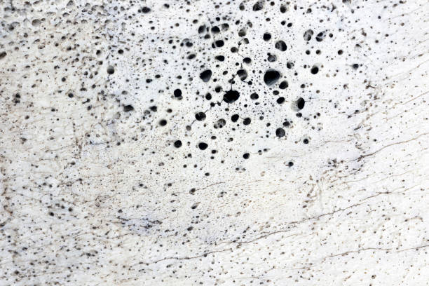 Bone Texture Pictures | Download Free Images on Unsplash