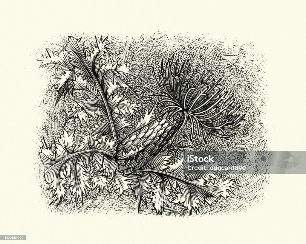 Ukiran Vintage Thistle Kerdil Atau Thistle Tanpa Batang Ilustrasi Stok