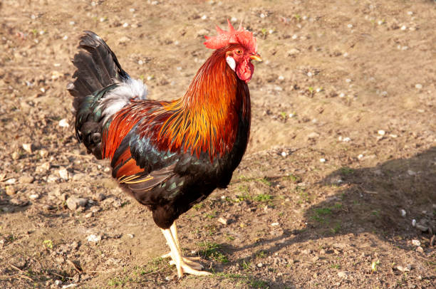 Free picture: The Gallic rooster, a French breed of chicken (Gallus ...