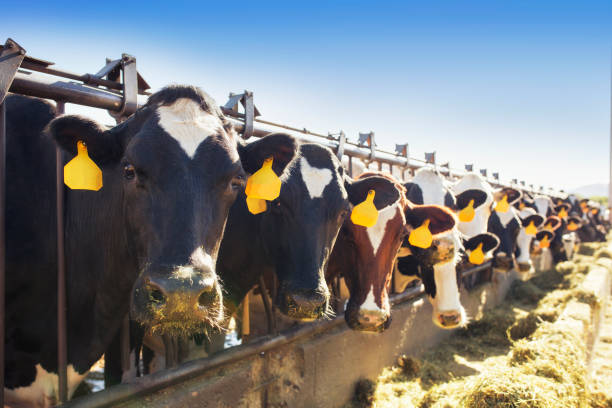 Cow Eating Pictures | Download Free Images on Unsplash