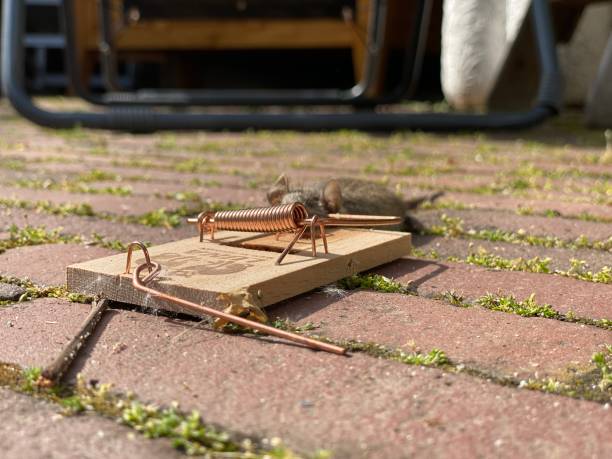 Mouse Caught And Killed In A Mouse Trap Close Up Stock Photos, Pictures ... Mouse Caught And Killed In A Mouse Trap Close Up Stock Photos, Pictures ...