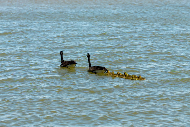 Free picture: gosling, cackling, Canada goose