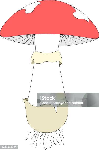 Struktur Jamur Ilustrasi Stok Unduh Gambar Sekarang Bahan Baku