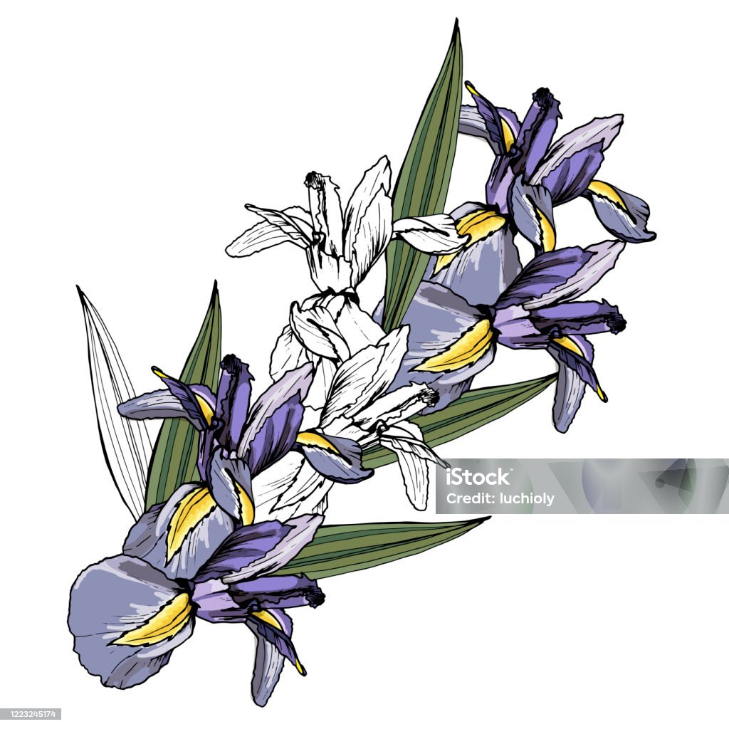 Bouquet Of Iris Flowers Isolated Over White Background Stock