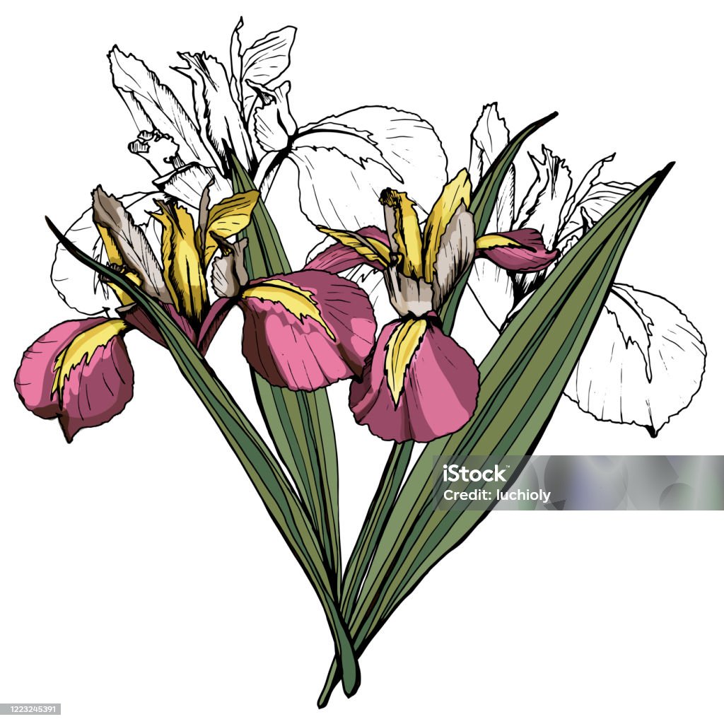 Bouquet Of Iris Flowers Isolated Over White Background Stock
