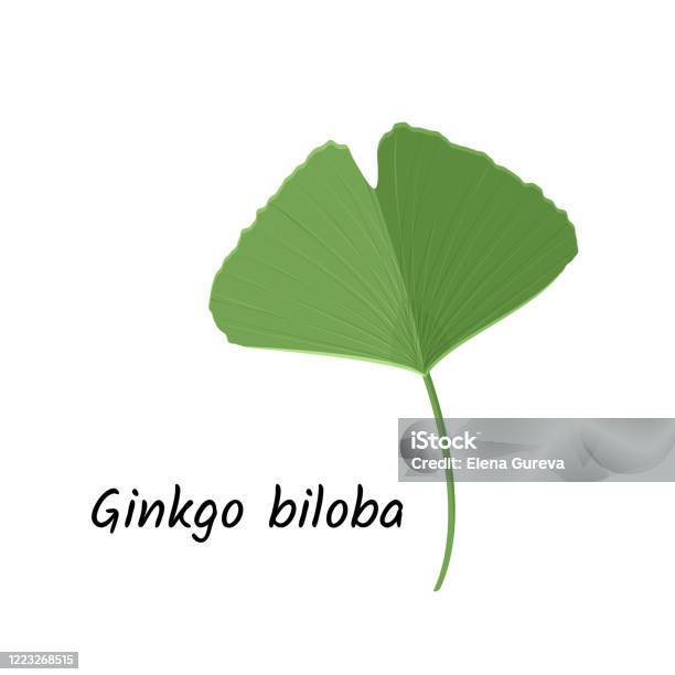 Ginkgo Leaf Illustration Isolated On White Background Stock
