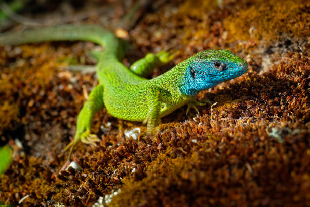 830+ European Green Lizard Photos Stock Photos, Pictures & Royalty-Free ... 830+ European Green Lizard Photos Stock Photos, Pictures & Royalty-Free ...