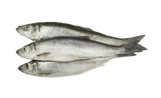 Ikan Haring Terisolasi Foto Stok Unduh Gambar Sekarang Alam