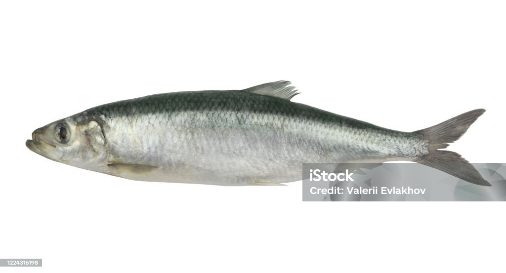 Ikan Haring Terisolasi Foto Stok Unduh Gambar Sekarang Alam