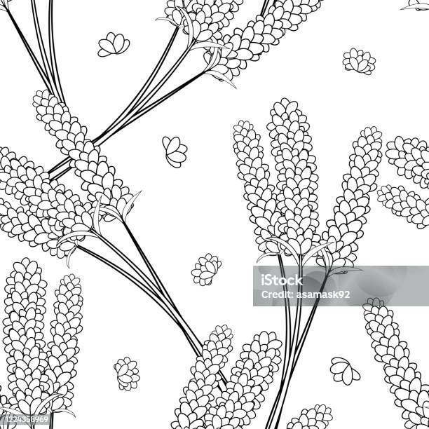 Ilustración de Esquema De Flor De Lavanda Sin Costuras Sobre Fondo ... Ilustración de Esquema De Flor De Lavanda Sin Costuras Sobre Fondo ...