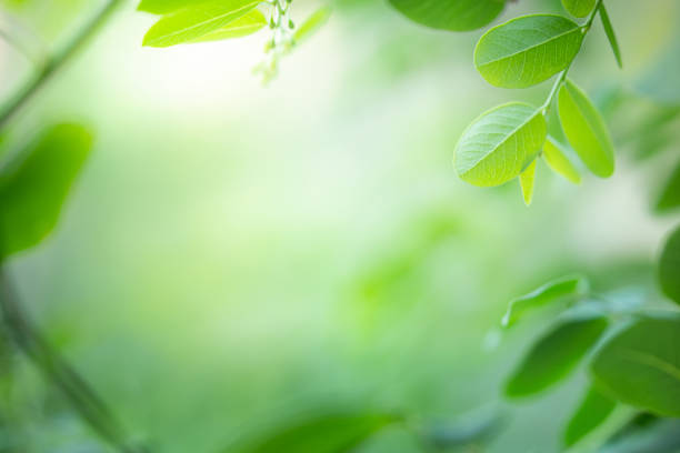 1000+ Nature Green Pictures | Download Free Images on Unsplash
