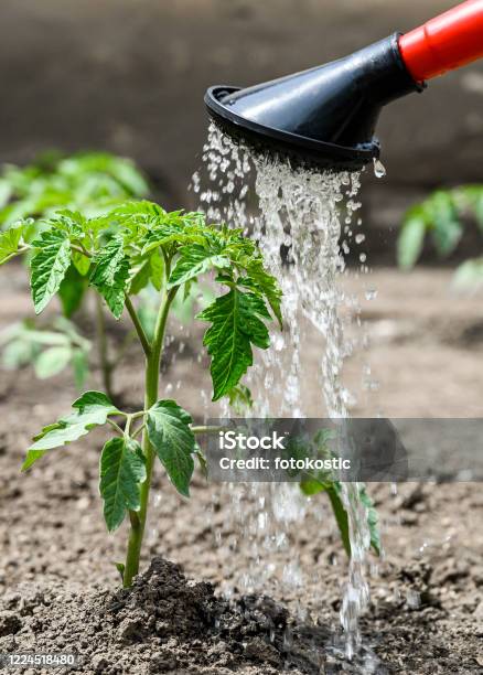 Penyiraman Tanaman Tomat Bibit Di Kebun Rumah Kaca Dengan Kaleng ... Penyiraman Tanaman Tomat Bibit Di Kebun Rumah Kaca Dengan Kaleng ...