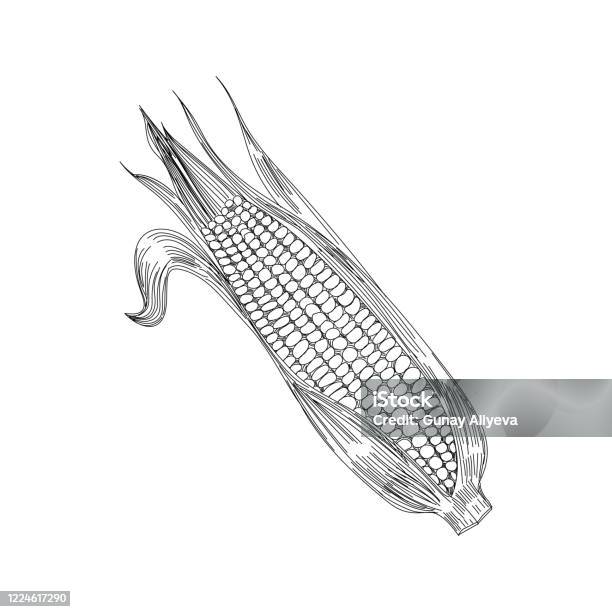Templat Desain Logo Vektor Jagung Ilustrasi Gambar Sayuran Segar ... Templat Desain Logo Vektor Jagung Ilustrasi Gambar Sayuran Segar ...