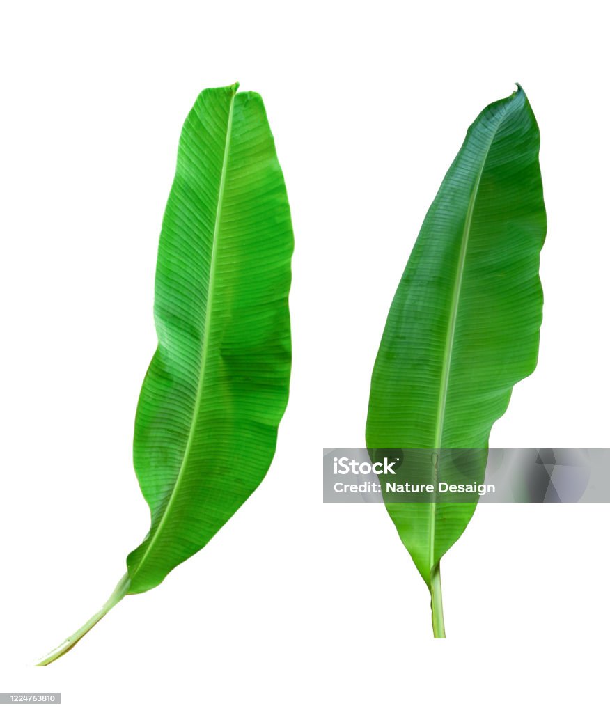 Daun Pisang Terisolasi Di Latar Belakang Putih Termasuk Jalur Kliping