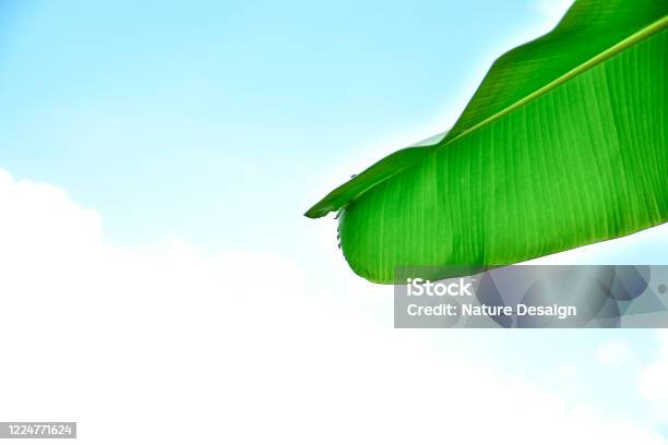 Daun Pisang Terisolasi Di Latar Belakang Putih Dan Langit Biru Dengan