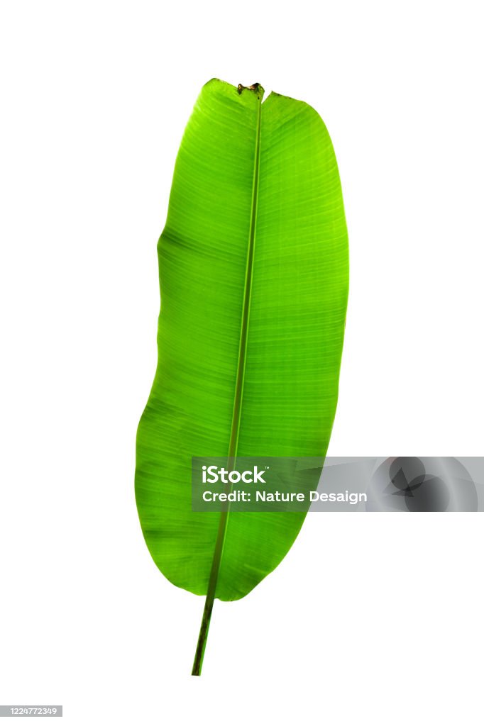 Daun Pisang Terisolasi Latar Belakang Putih Dengan Jalur Kliping Gambar