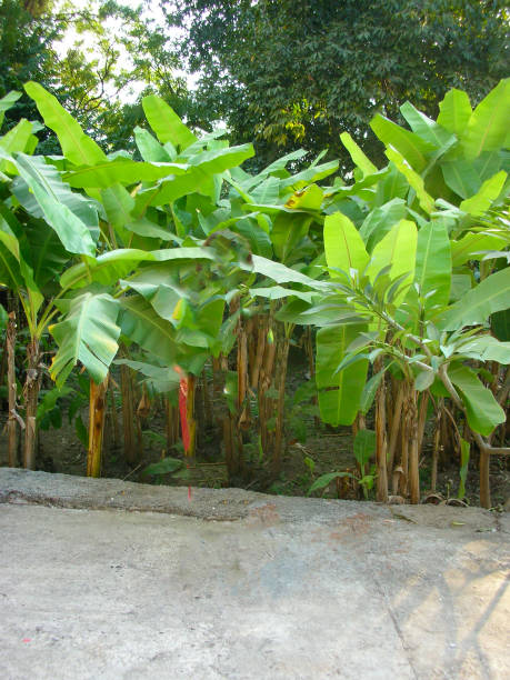 Free Stock Photo of Row of banana trees planted along a roadside path ...