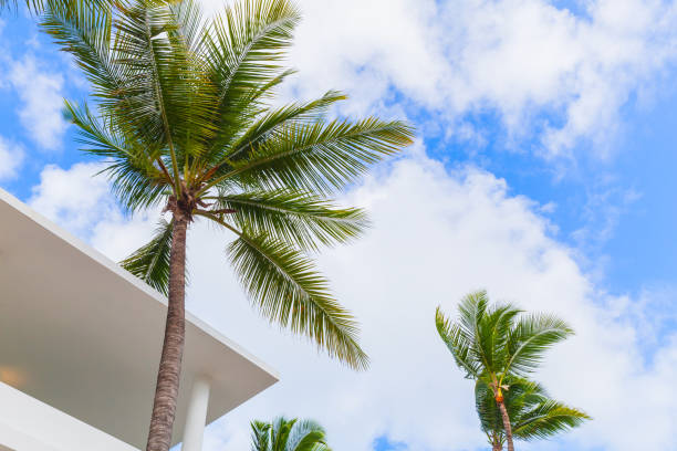 Free Stock Photo of White Building With Palm Tree in Background ...