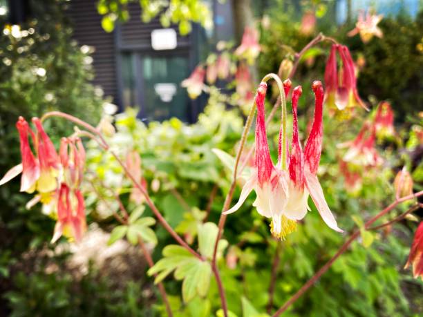Fower Pictures | Download Free Images on Unsplash