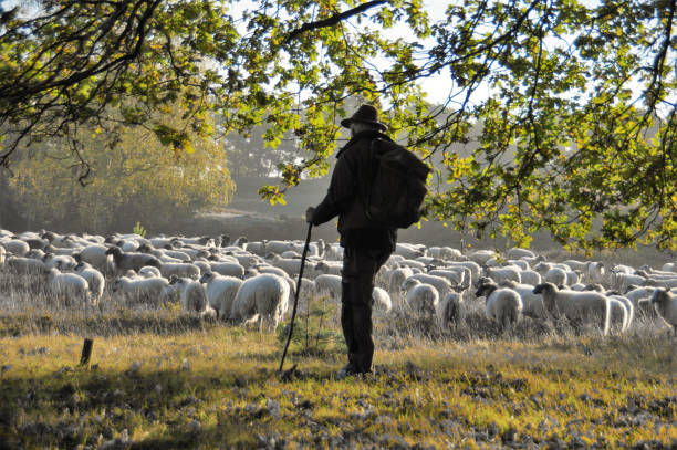 A flock of sheep with a shepherd on a heath field – free photo on ...