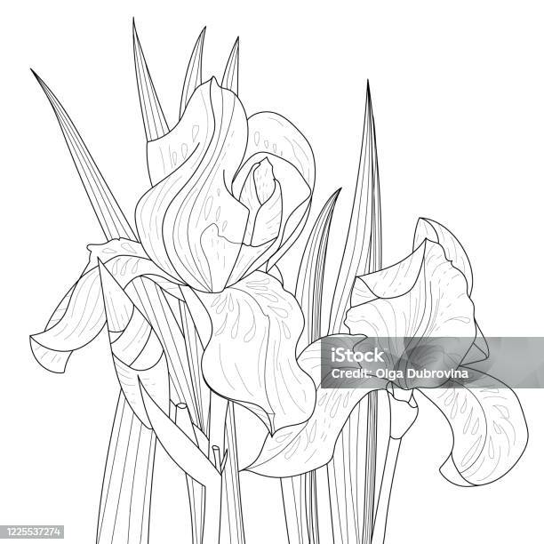 Dua Bunga Iris Di Daun Halaman Buku Mewarnai Vektor Ilustrasi Yang