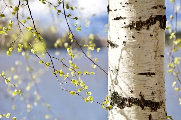 Birch trees | Free Stock Image - Barnimages