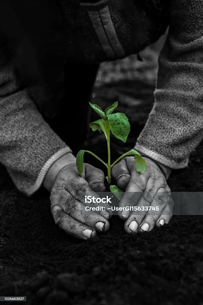 Tangan Lansia Betina Yang Dipotong Menanam Tanaman Muda Bibit Tomat Di ... Tangan Lansia Betina Yang Dipotong Menanam Tanaman Muda Bibit Tomat Di ...
