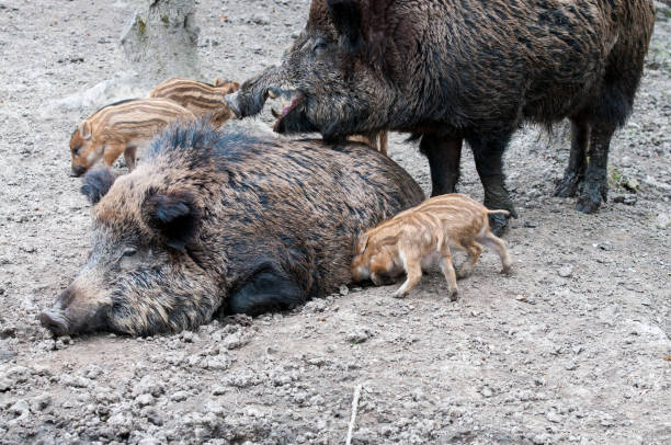 Free picture: wild, pigs, family, male, female, young