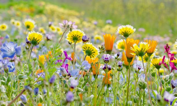 Free Stock Photo of field of spring wildflowers | Download Free Images ...
