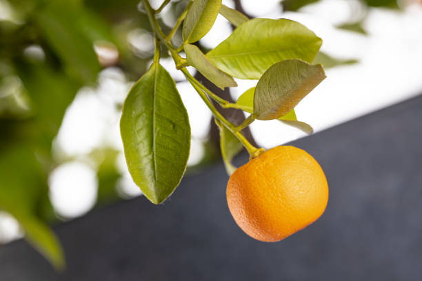 50+ Pruning Orange Trees Stock Photos, Pictures & Royalty-Free Images ... 50+ Pruning Orange Trees Stock Photos, Pictures & Royalty-Free Images ...