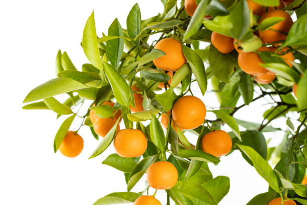 50+ Pruning Orange Trees Stock Photos, Pictures & Royalty-Free Images ... 50+ Pruning Orange Trees Stock Photos, Pictures & Royalty-Free Images ...