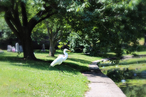 Find Replace White Storch By Lake In Cemetary Stock Photo - Download ... Find Replace White Storch By Lake In Cemetary Stock Photo - Download ...