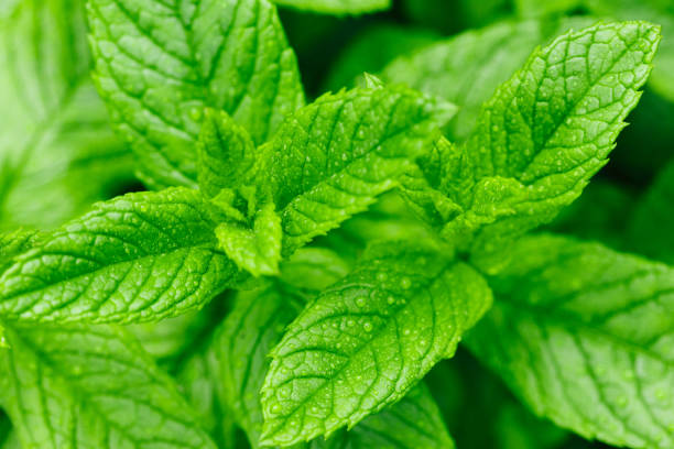 500+ Mint Pictures | Download Free Images & Stock Photos on Unsplash