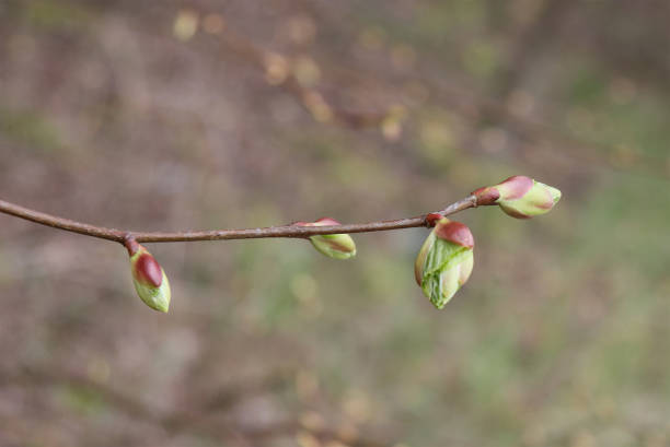 Hazel Bud Blossom Spring - Free photo on Pixabay