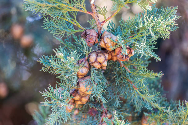 Free picture: seed, round, conifer, tree, evergreen, close, nature ...