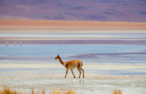 Free picture: Wild lama walking at salt marsh a desert oasis in her ...