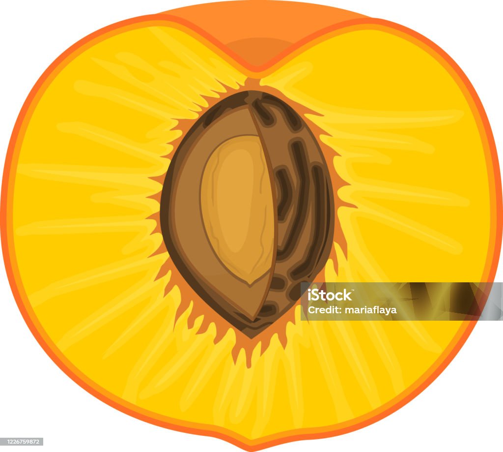 Structure Of Drupe Or Stone Fruit Isolated On White Background Stock Illustration Download