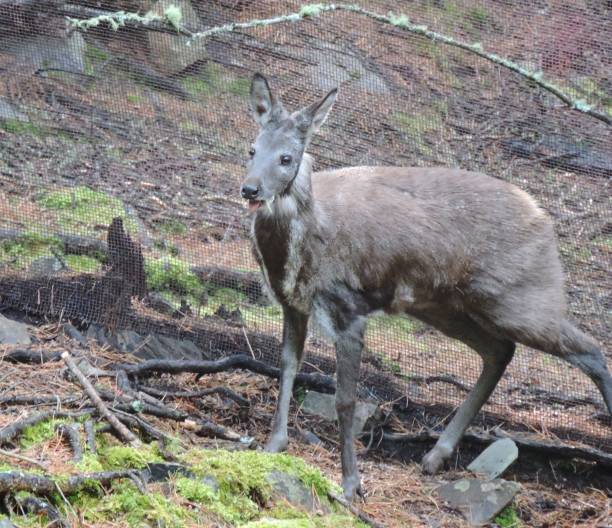 siberian-musk-deer Premium Photos, Pictures and Images by Istock