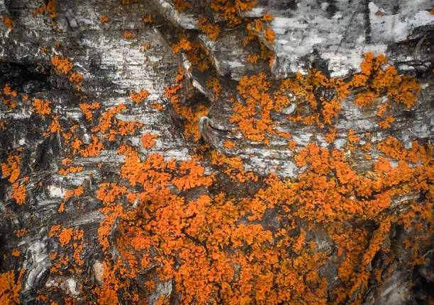 Free picture: Fungus on poplar tree bark close-up texture