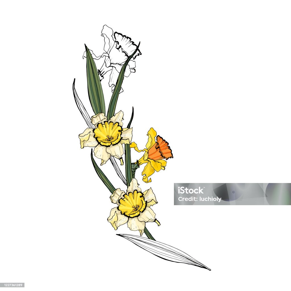 Sets Of Daffodil And Iris Flowers Isolated Over White Background Stock