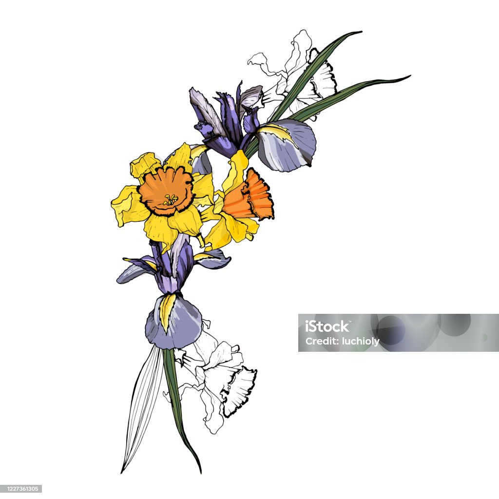 Sets Of Daffodil And Iris Flowers Isolated Over White Background Stock