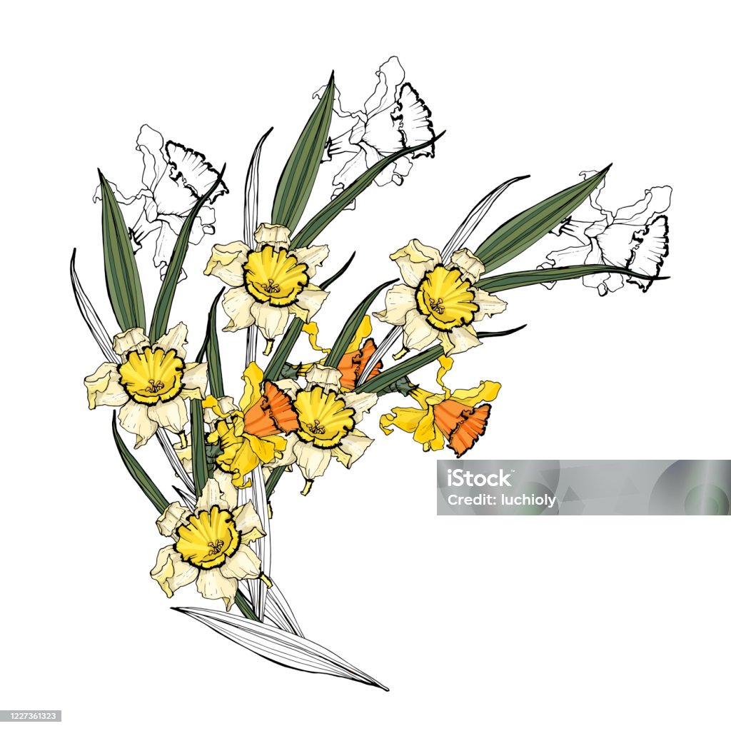Sets Of Daffodil And Iris Flowers Isolated Over White Background Stock